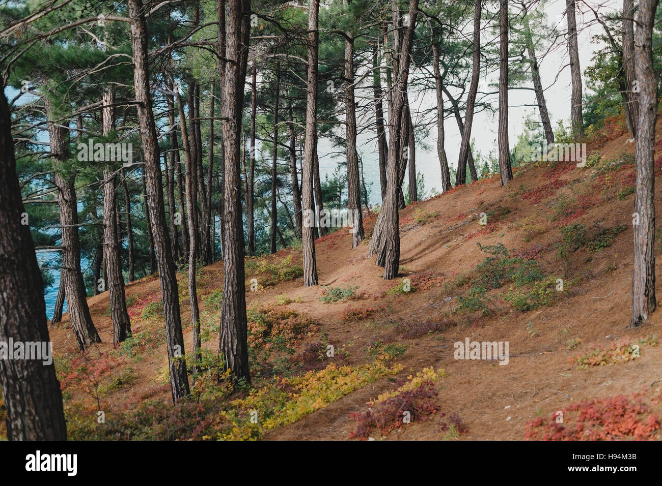 Colorful shrubs in autumn pine tree forest, nature background Stock ...
