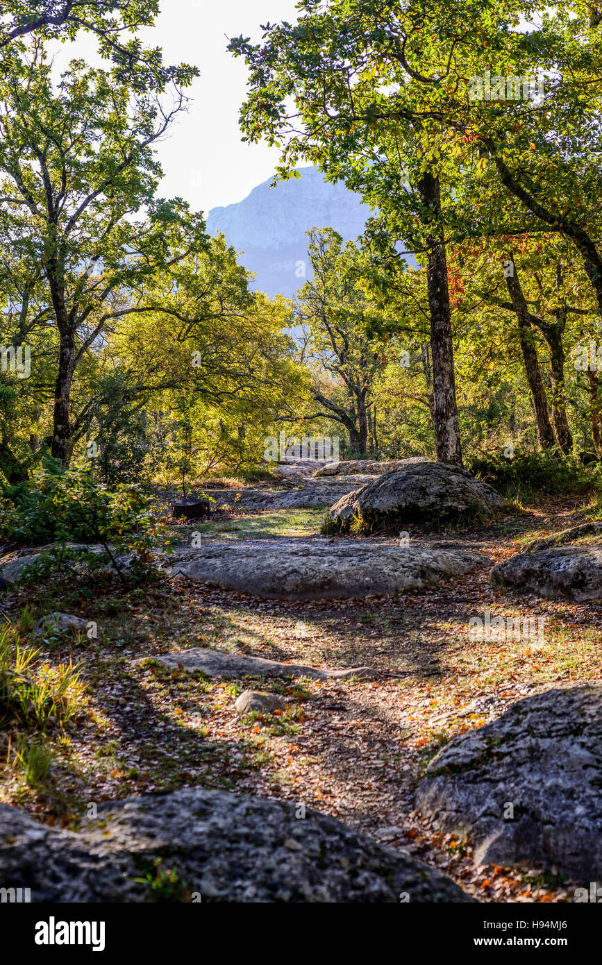 foret de chêne pubescent FORET DE SAINTE BAUME VAR FRANCE 83 Stock ...