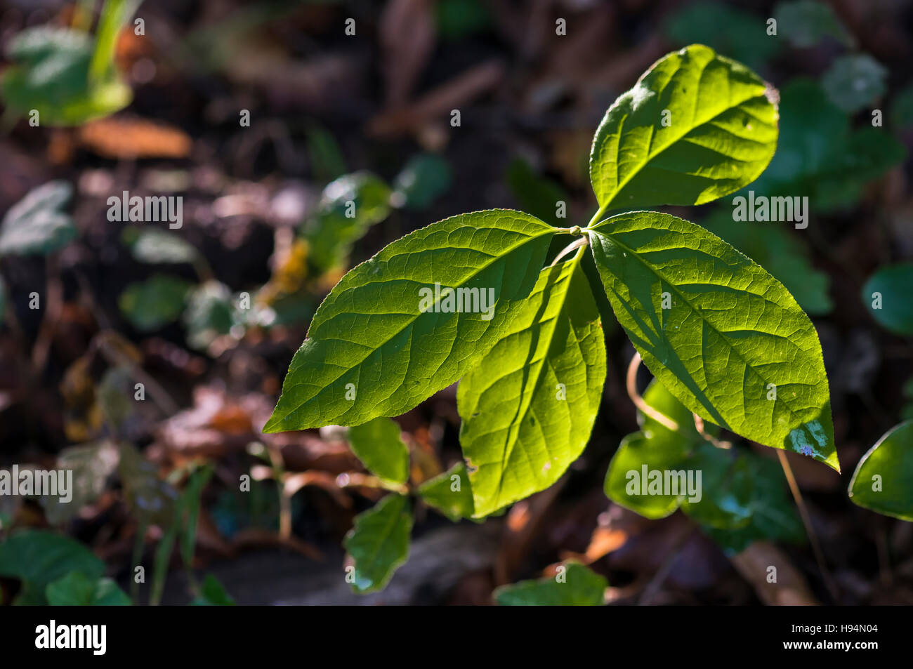 Feuilles de nature hi-res stock photography and images - Alamy