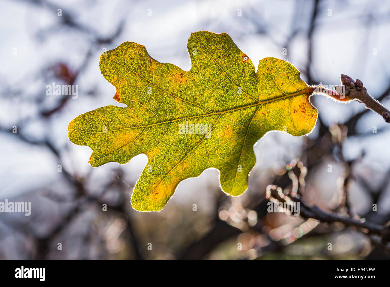 Feuille De Chene High Resolution Stock Photography and Images - Alamy