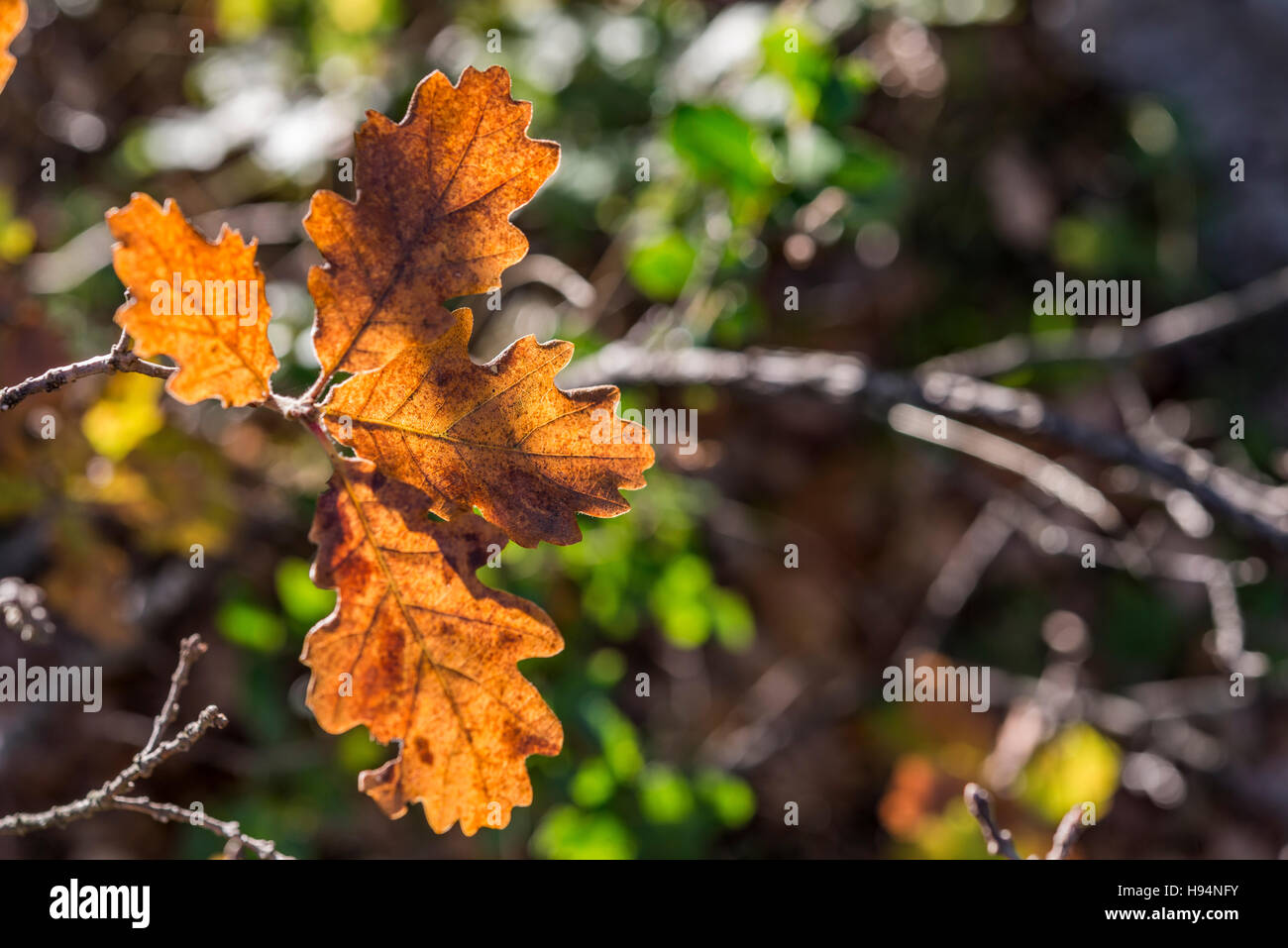 Feuille De Chene High Resolution Stock Photography and Images - Alamy