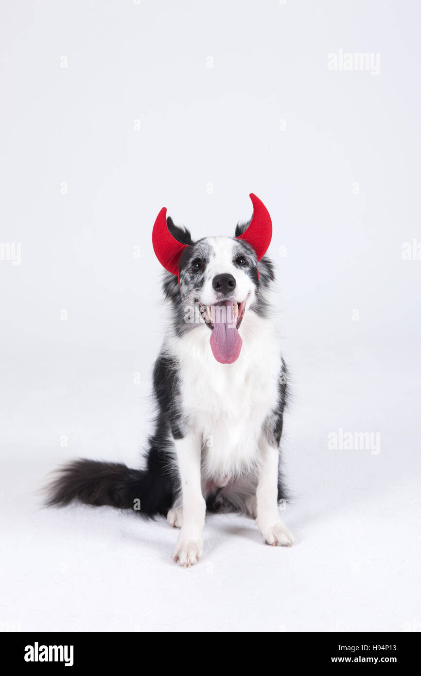 Animal crowd cheering hi-res stock photography and images - Alamy