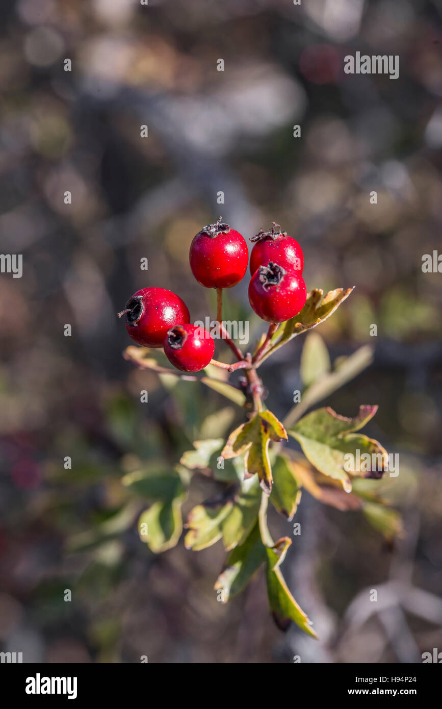 Pulpe de fruits hi-res stock photography and images - Alamy