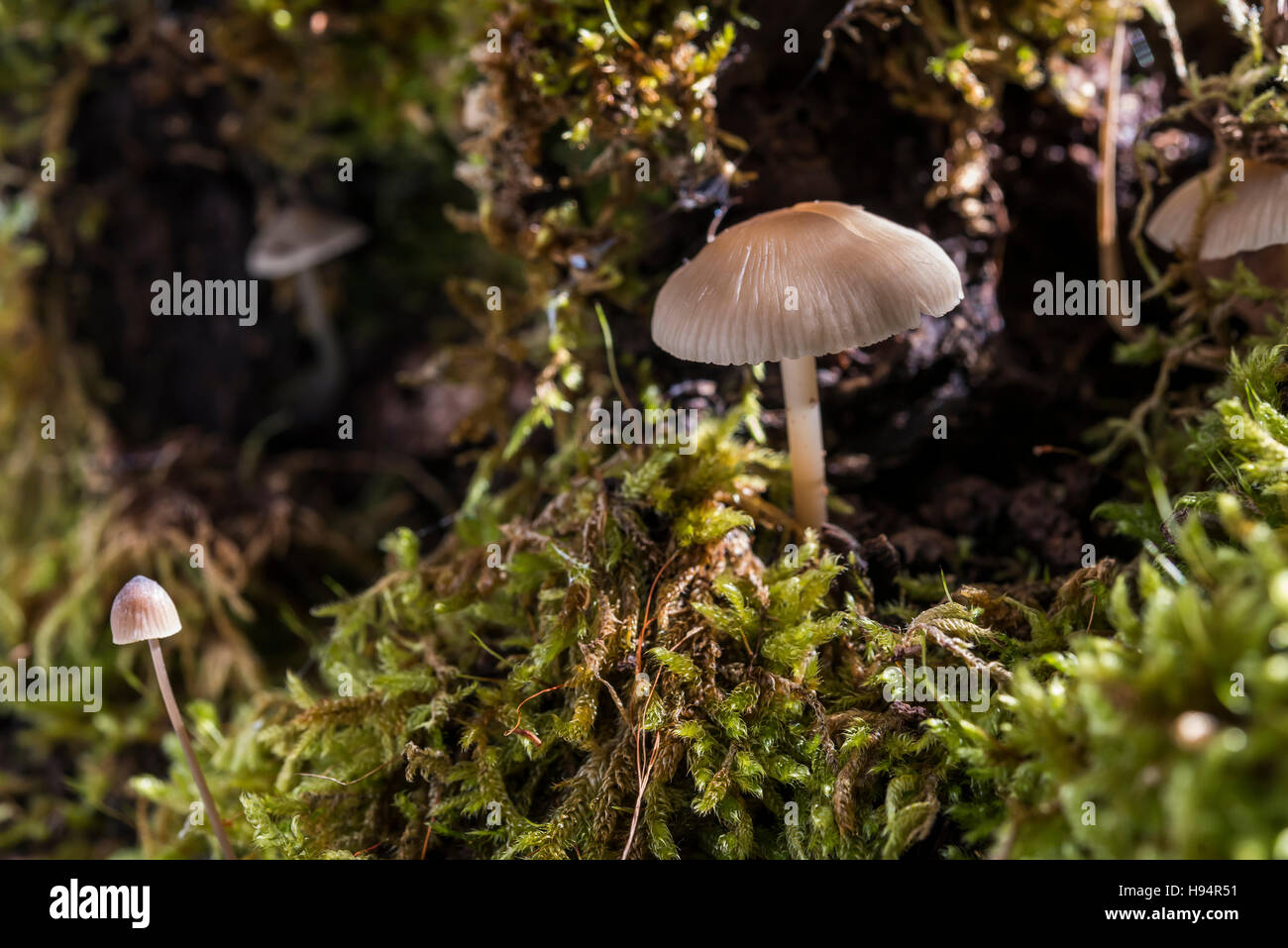 Coprin hi-res stock photography and images - Alamy