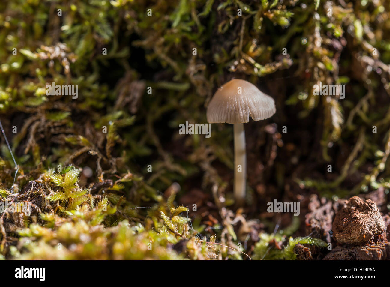Coprin hi-res stock photography and images - Alamy