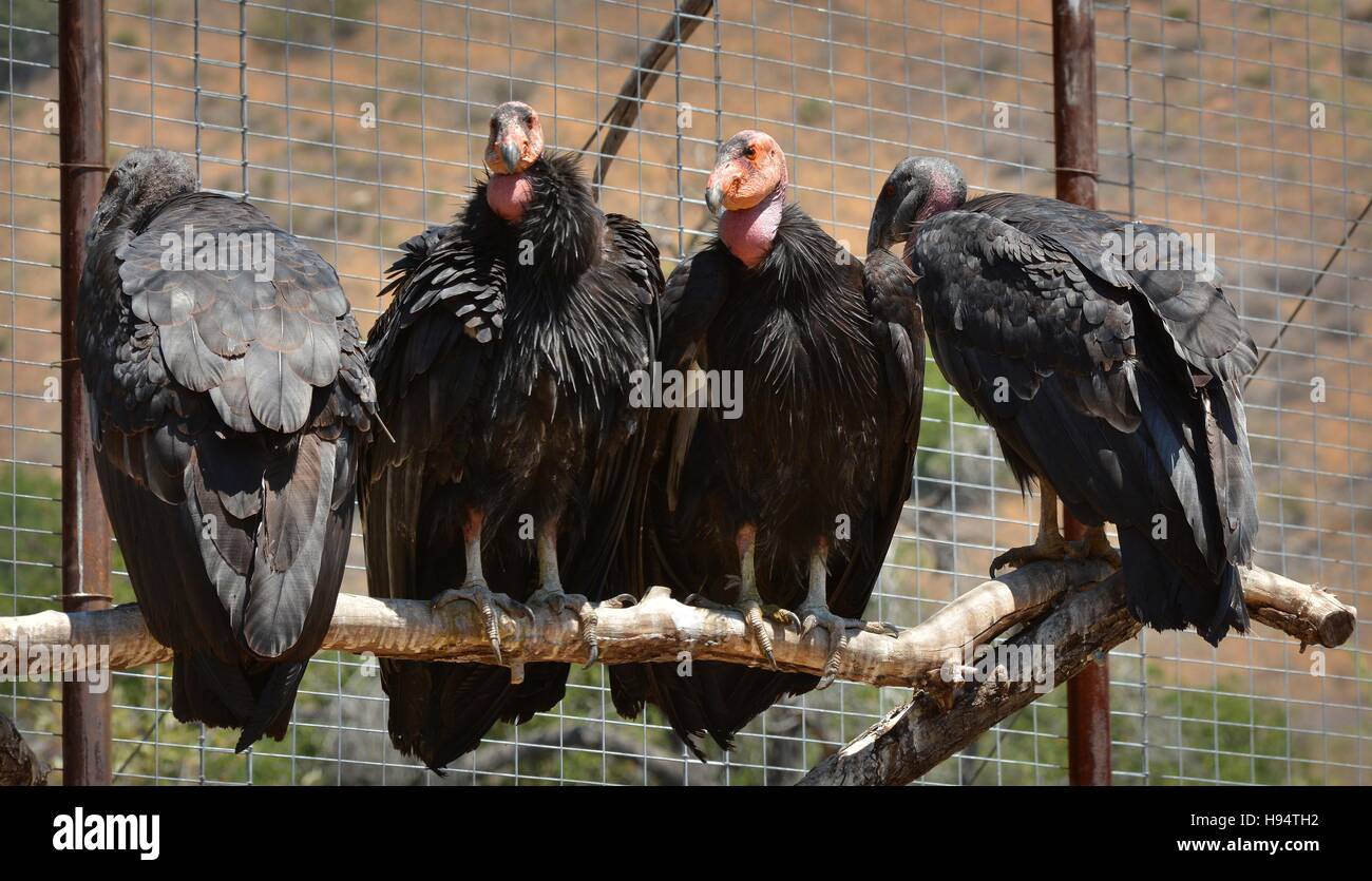 Four California condors await medical evaluation at the Hopper Mountain ...