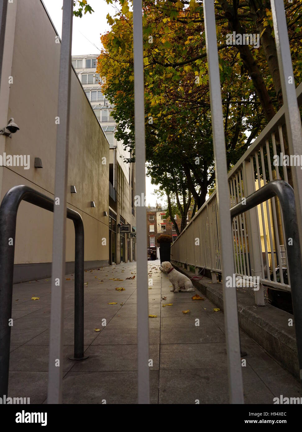 Poodle dog waiting owner hi-res stock photography and images - Alamy