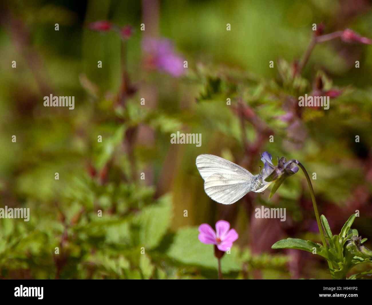 Uppland wing hi-res stock photography and images - Alamy