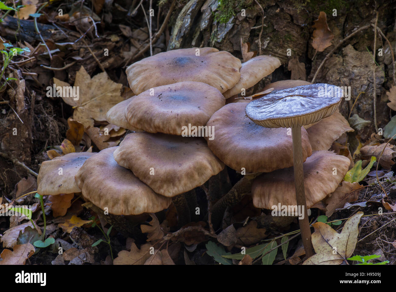 Champignon du pied hi-res stock photography and images - Alamy