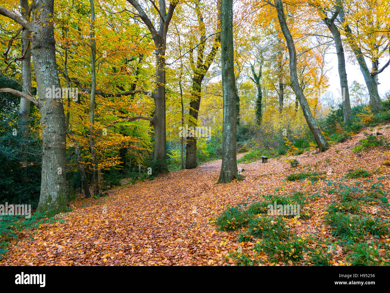 Taking a path through the trees surrounded by the colours of late ...