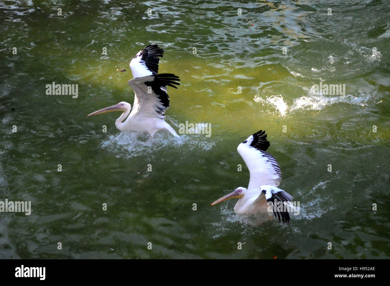 Islamabad bird aviary hi-res stock photography and images - Alamy