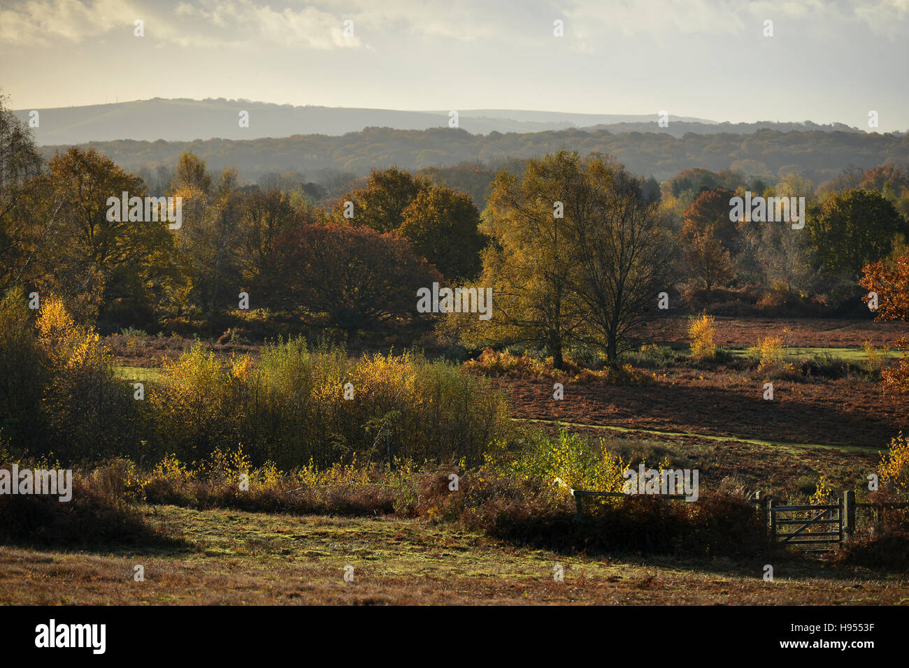 South chailey hi-res stock photography and images - Alamy
