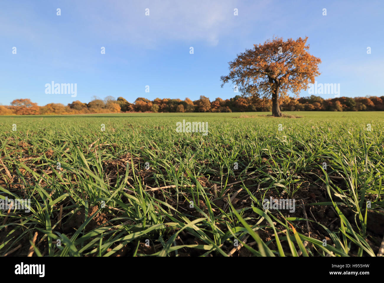Chessington Surrey, UK. 18th Nov, 2016. Blue sky and afternoon sunshine ...