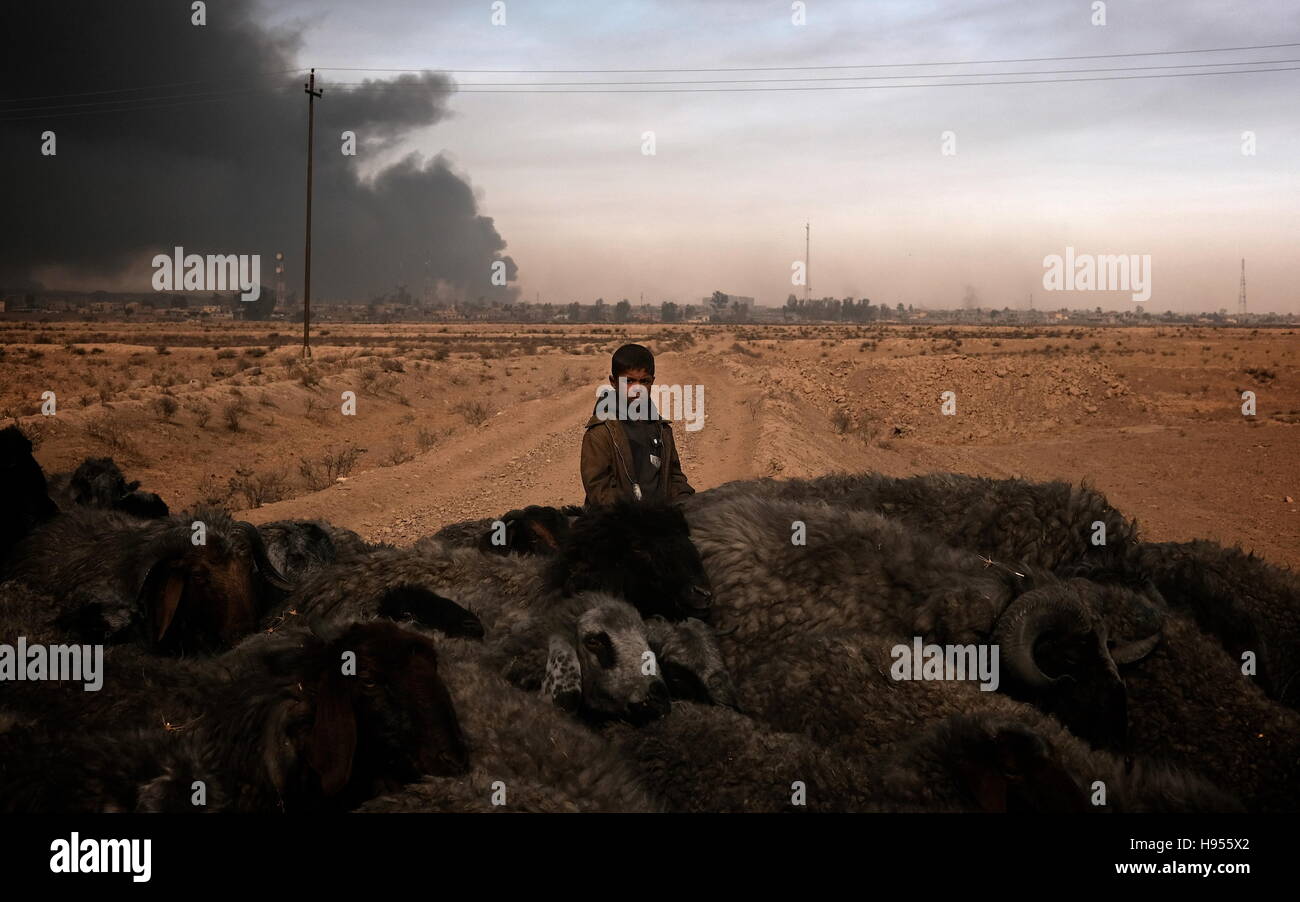 Qayyarah, Iraq. 13th Nov, 2016. A young Iraqi sheep herder moving his ...