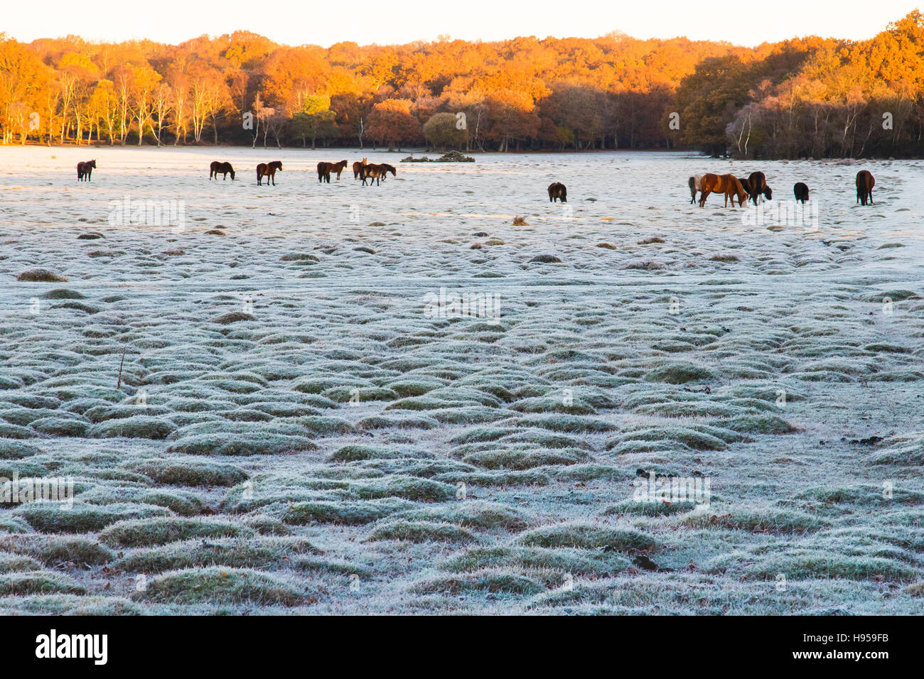 Brokenhurst winter hi-res stock photography and images - Alamy