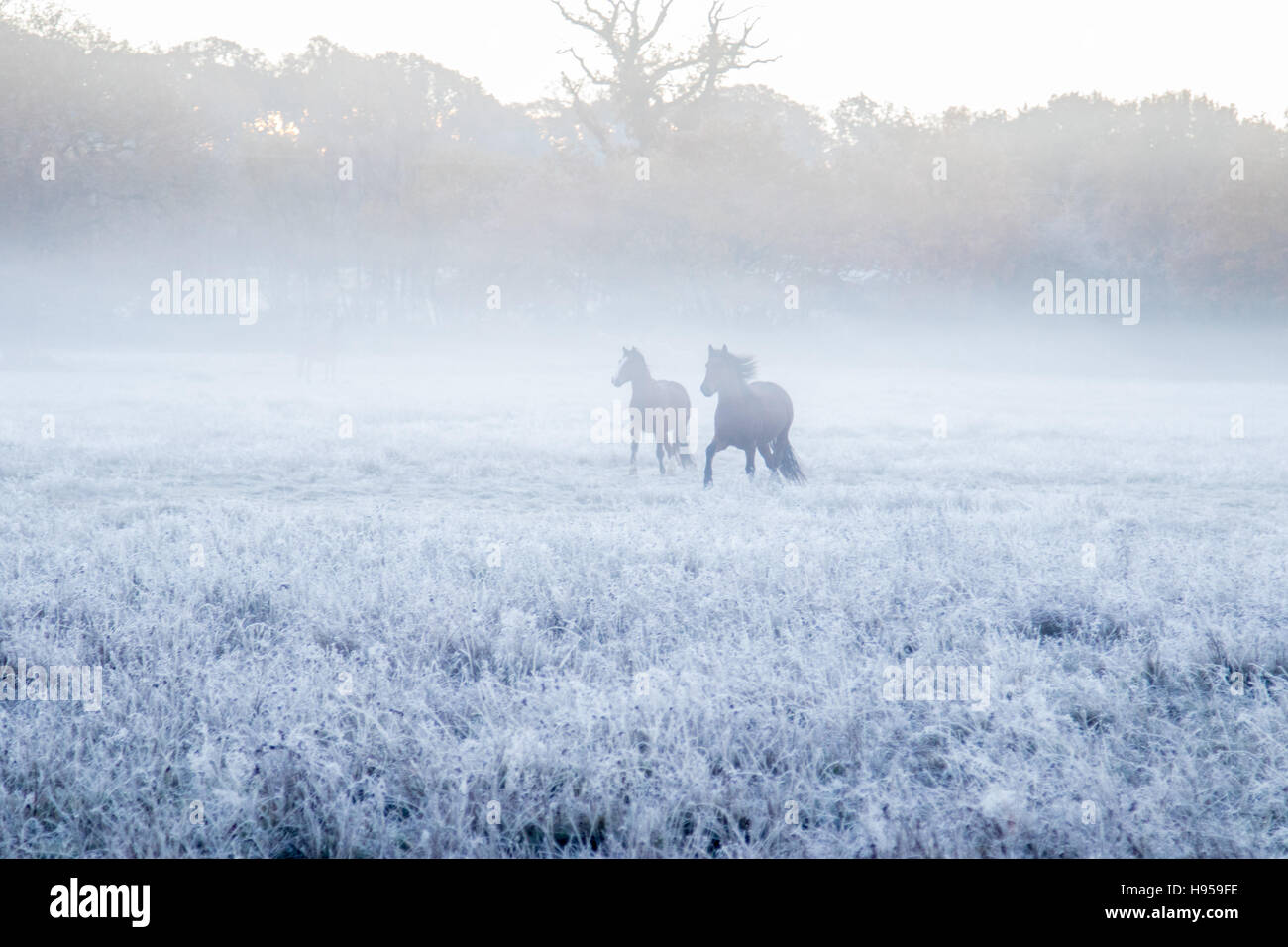 Brokenhurst winter hi-res stock photography and images - Alamy