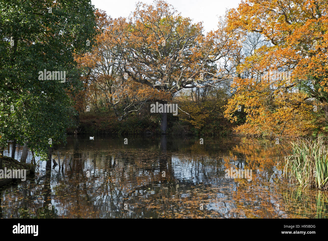 Four Elms, Kent, UK. 19th Nov, 2016. UK, Weather, Reflections in the ...
