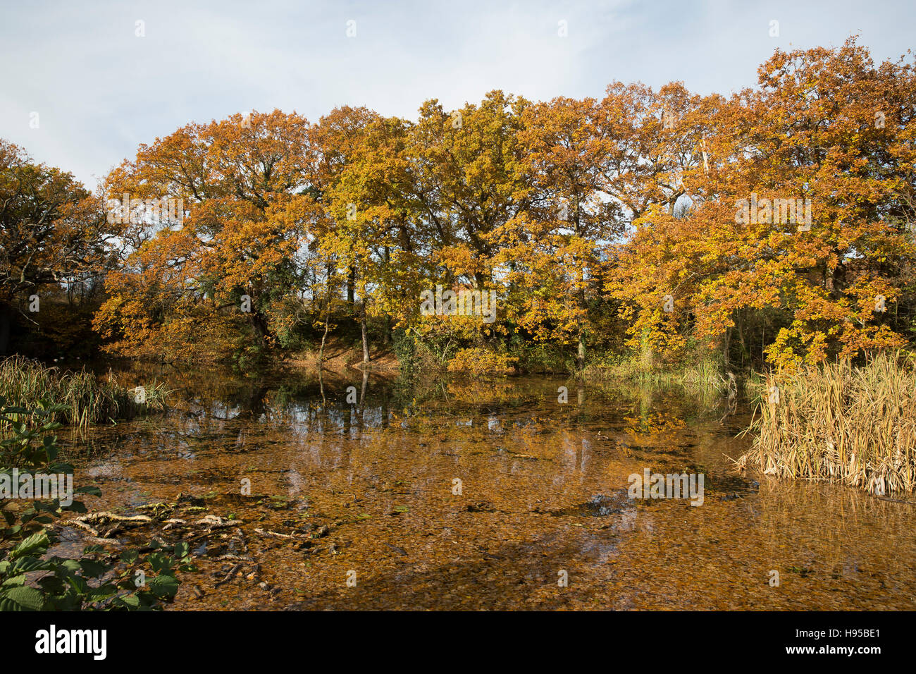 Four Elms, Kent, UK. 19th Nov, 2016. UK, Weather, Reflections in the ...