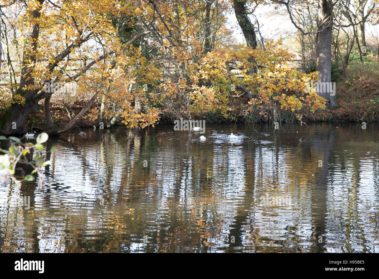 Four Elms, Kent, UK. 19th Nov, 2016. UK, Weather, Reflections in the ...