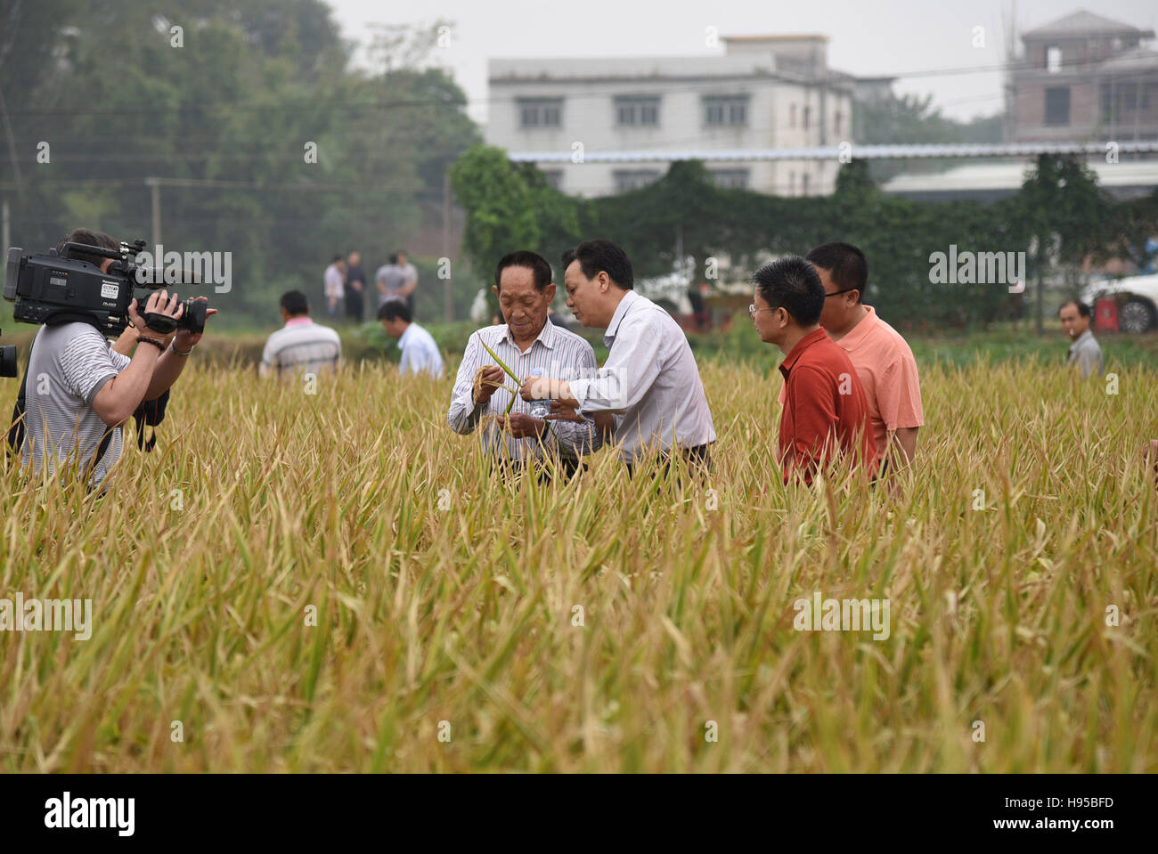 Guangzhou, China's Guangdong Province. 19th Nov, 2016. Yuan Longping ...