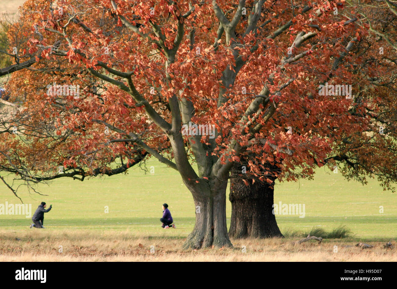 A man takes a photograph of a woman under a tree displaying autumn ...