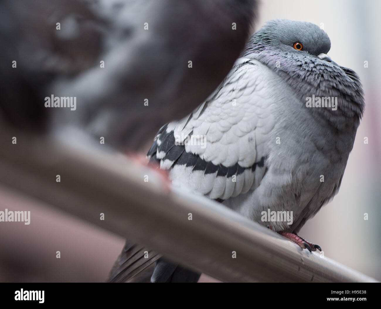Puffed up pigeon hi-res stock photography and images - Alamy