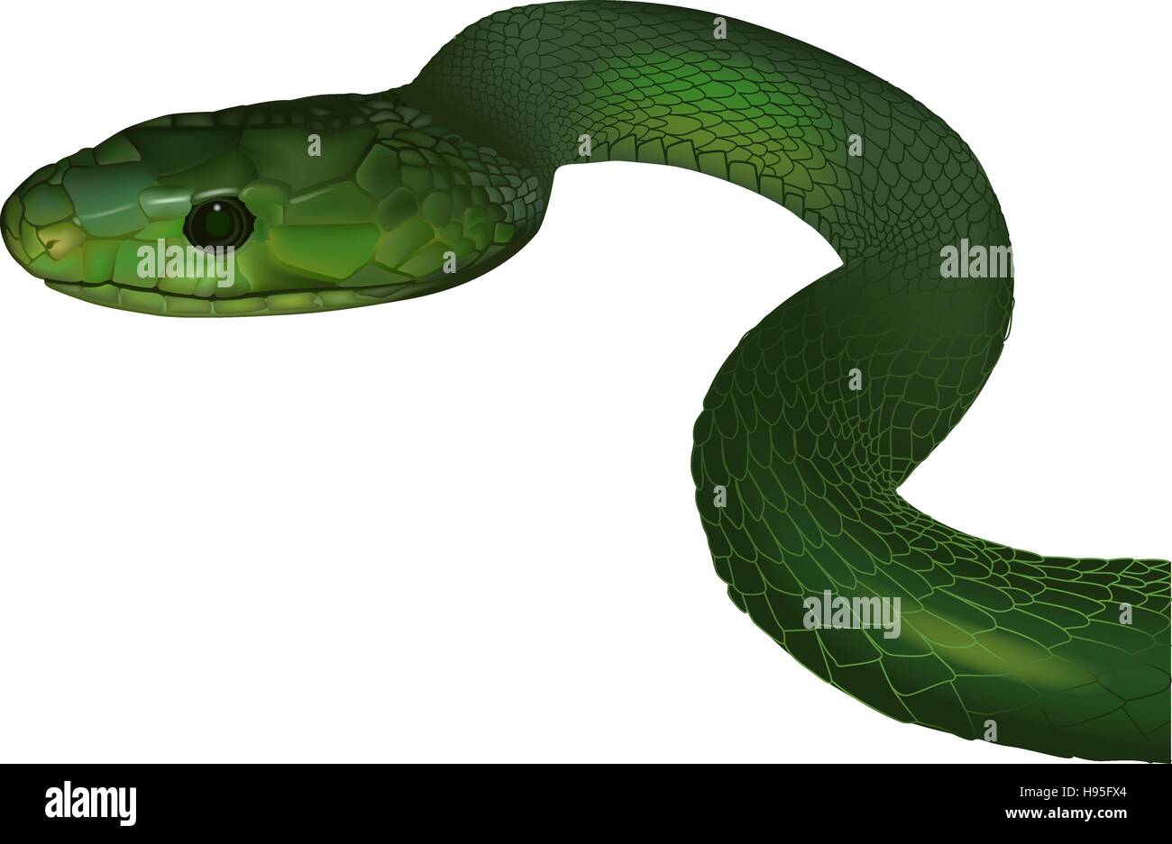 Green Mamba Snake Stock Vector Image & Art - Alamy