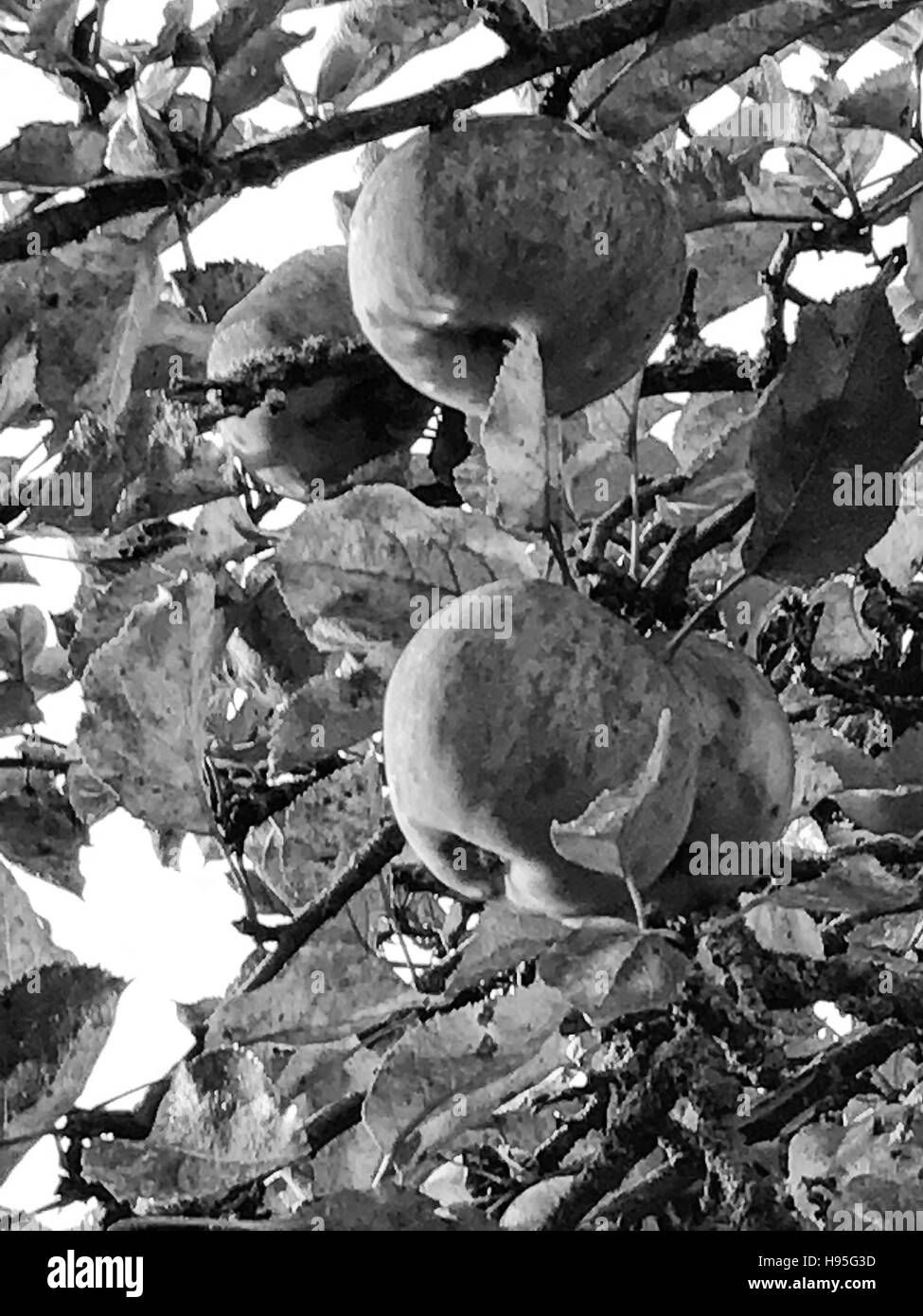 Apple trees garden Black and White Stock Photos & Images - Alamy