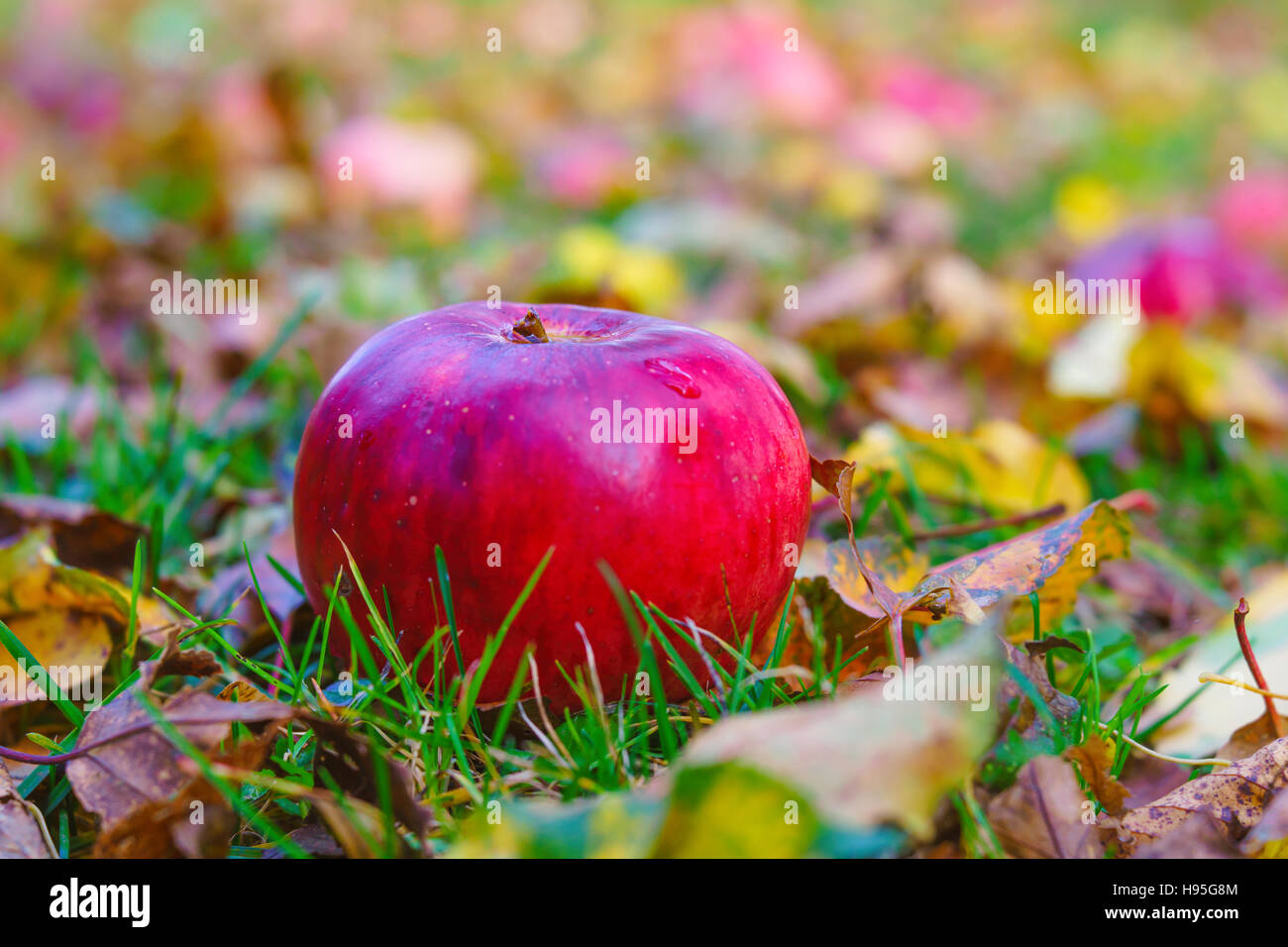 Windfall effect hi-res stock photography and images - Alamy