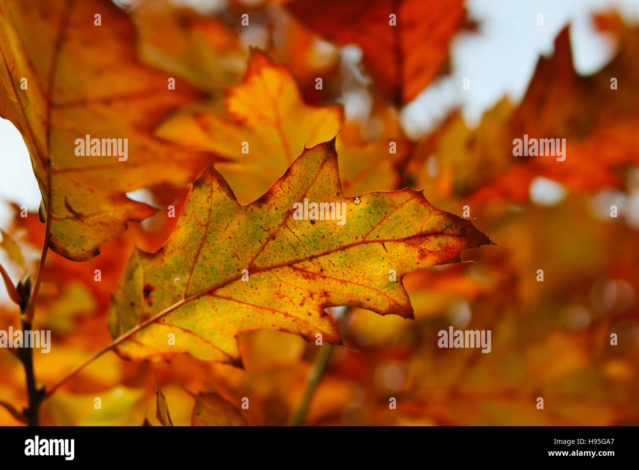 Fall foliage of a red oak. Photographed with a specialty lens to obtain ...