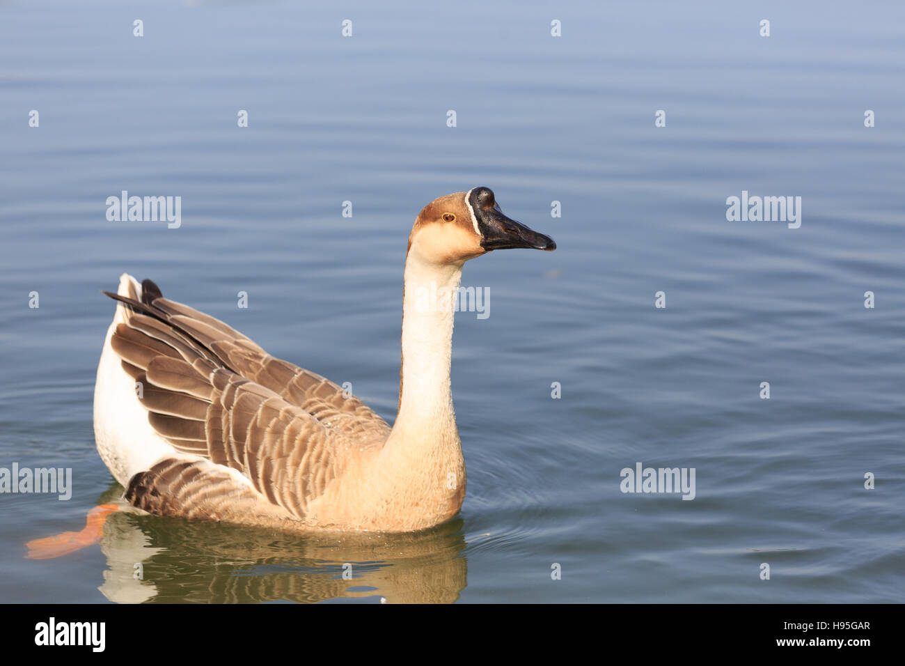 A goose is swimming on the lake Stock Photo - Alamy