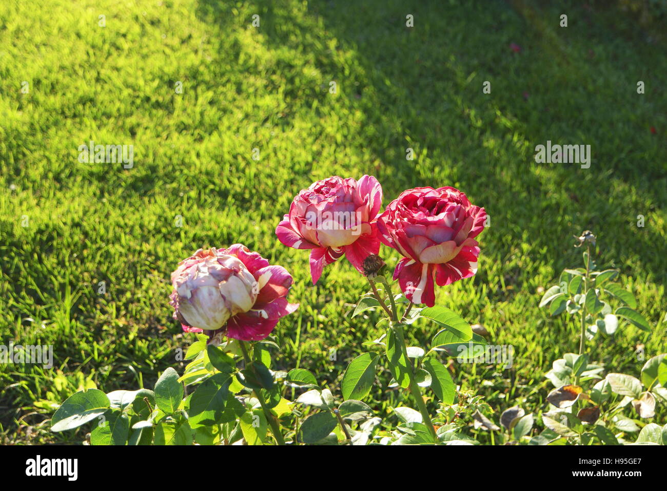 Three roses on rosebush in autumn garden Stock Photo - Alamy