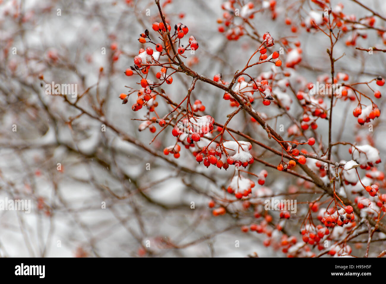 Branches of a mountain ash are covered with the first snow Stock Photo ...