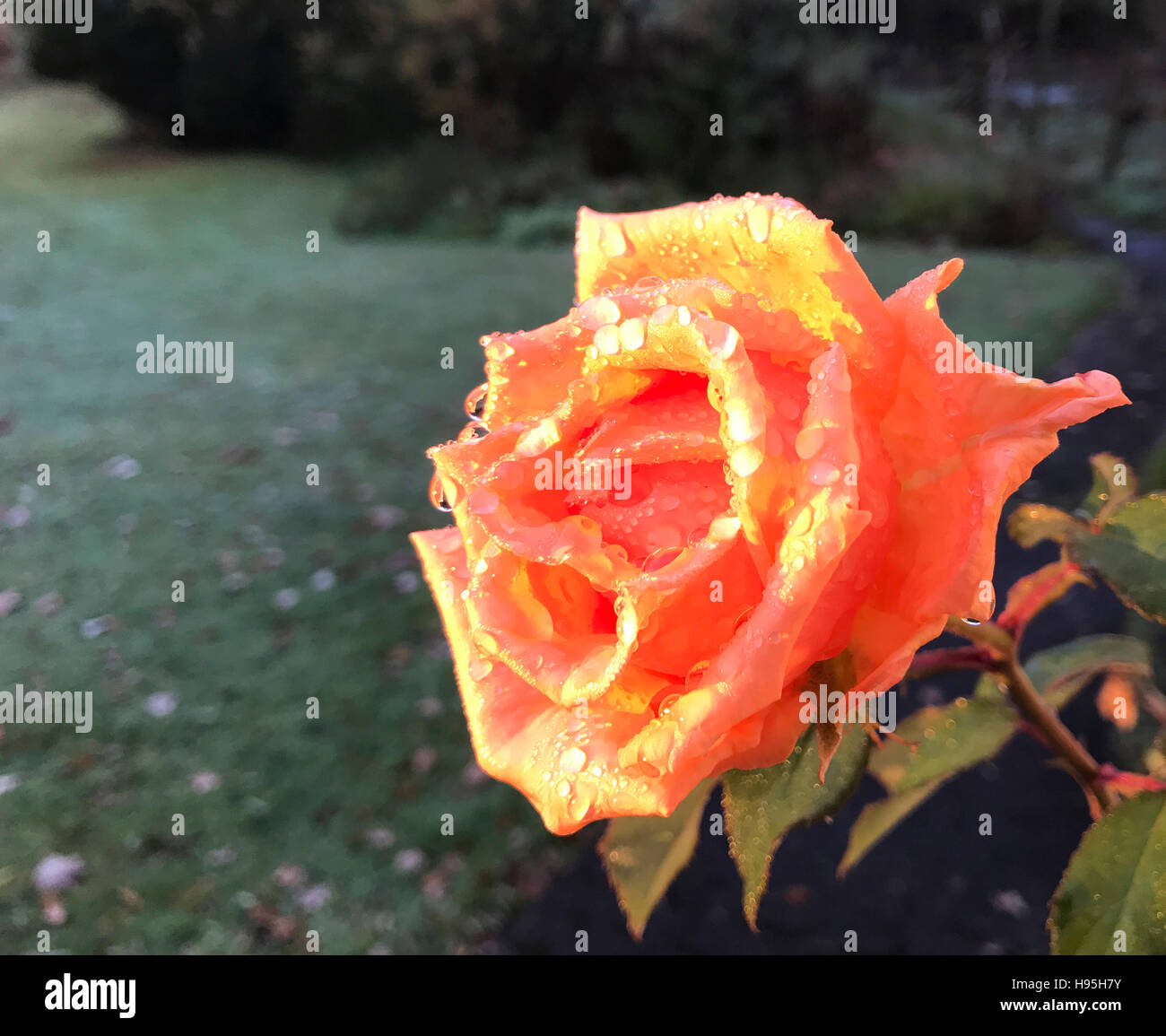 Pink rose in early morning sun with green garden backdrop Stock Photo ...