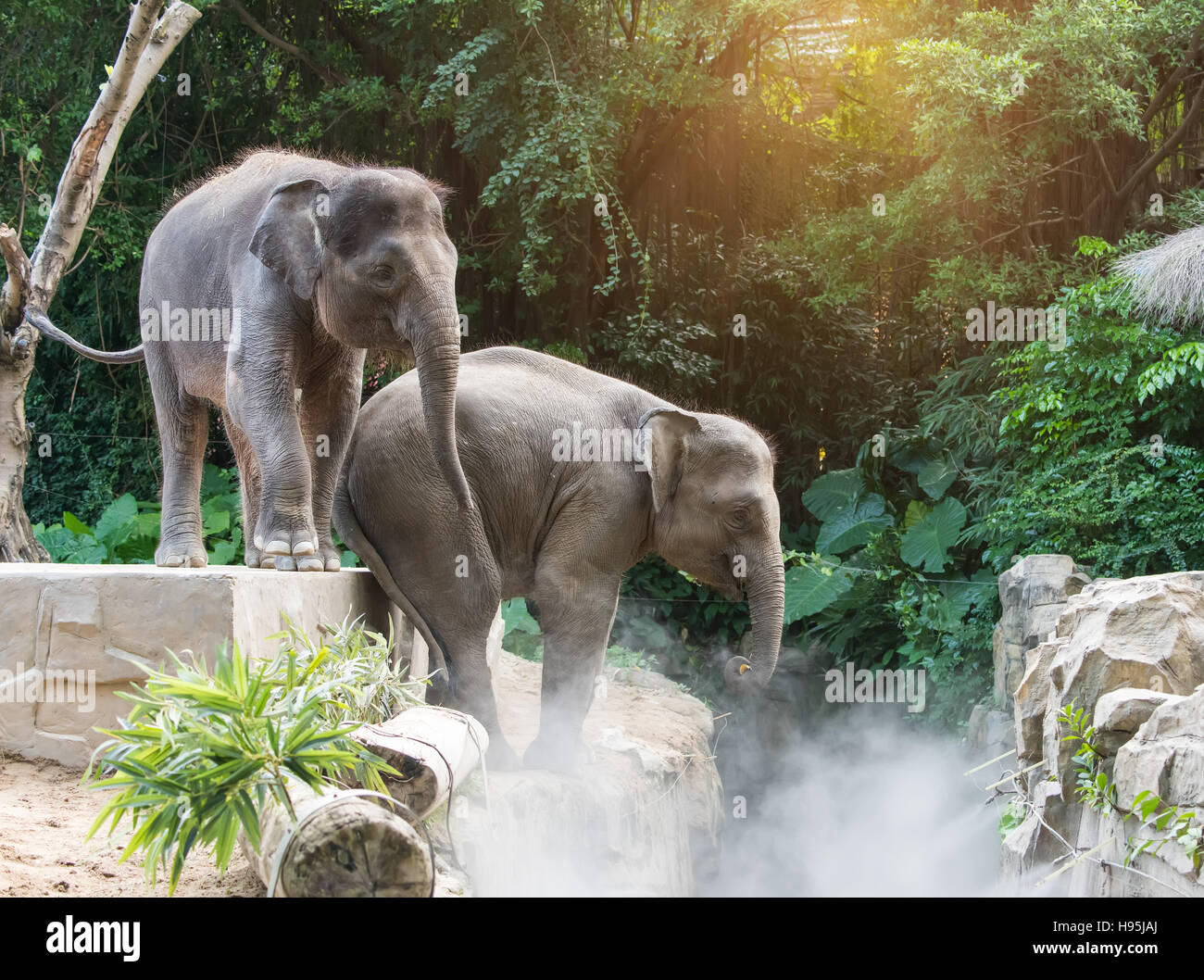 two young elephants playing Stock Photo - Alamy