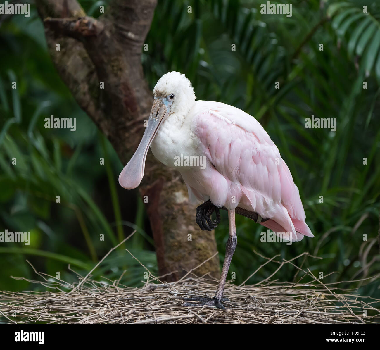 Breeding roseate spoonbill hi-res stock photography and images - Alamy