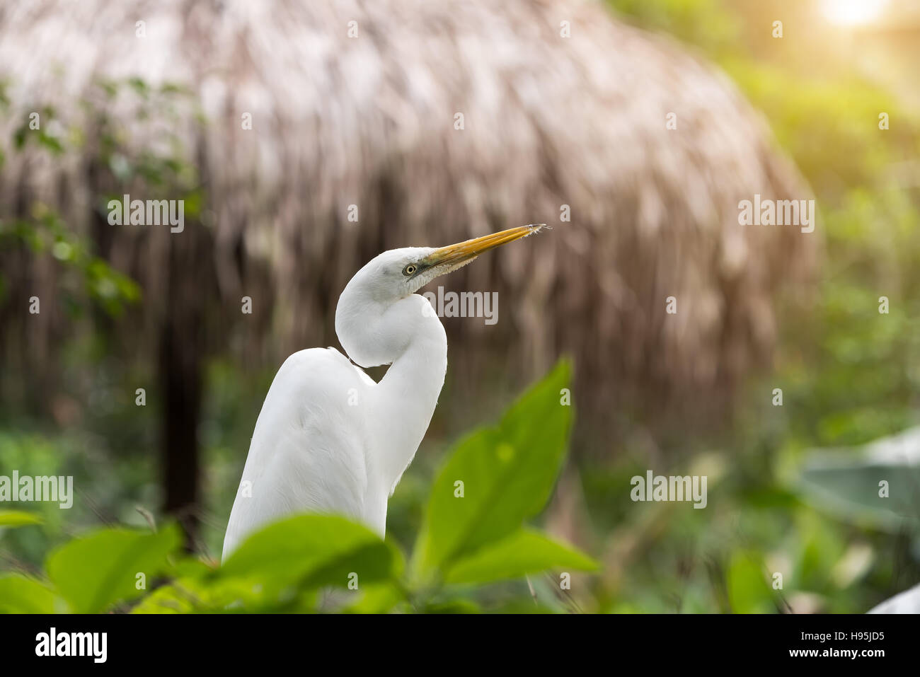 egret Stay in tree Stock Photo - Alamy