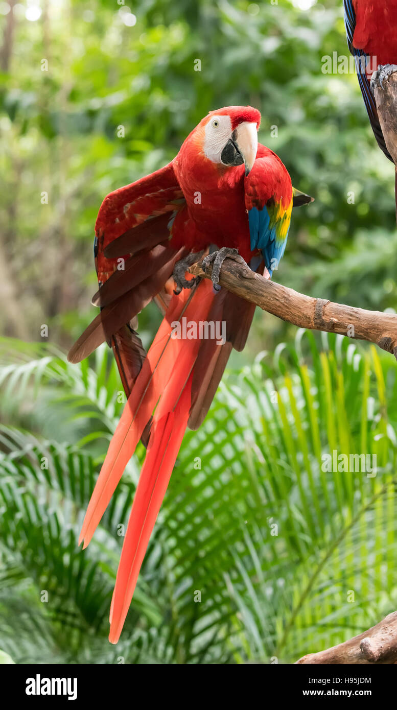 Colourful parrots bird sitting on the perch Stock Photo - Alamy