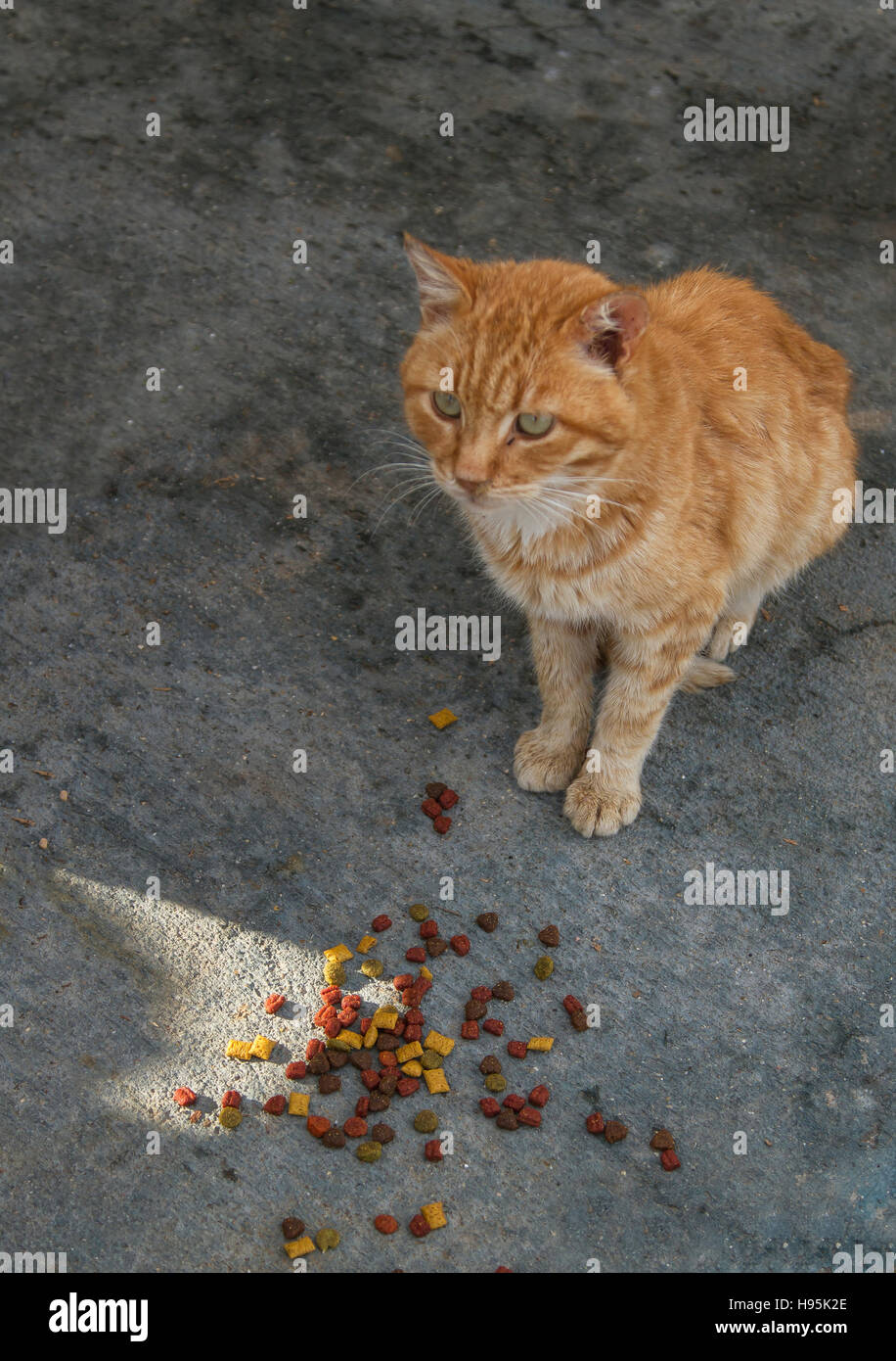 Street cat in front hi-res stock photography and images - Alamy