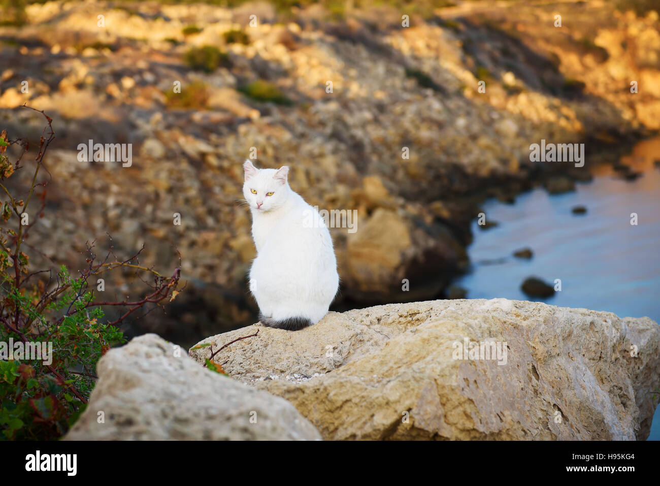 Cat on the rock Stock Photo - Alamy
