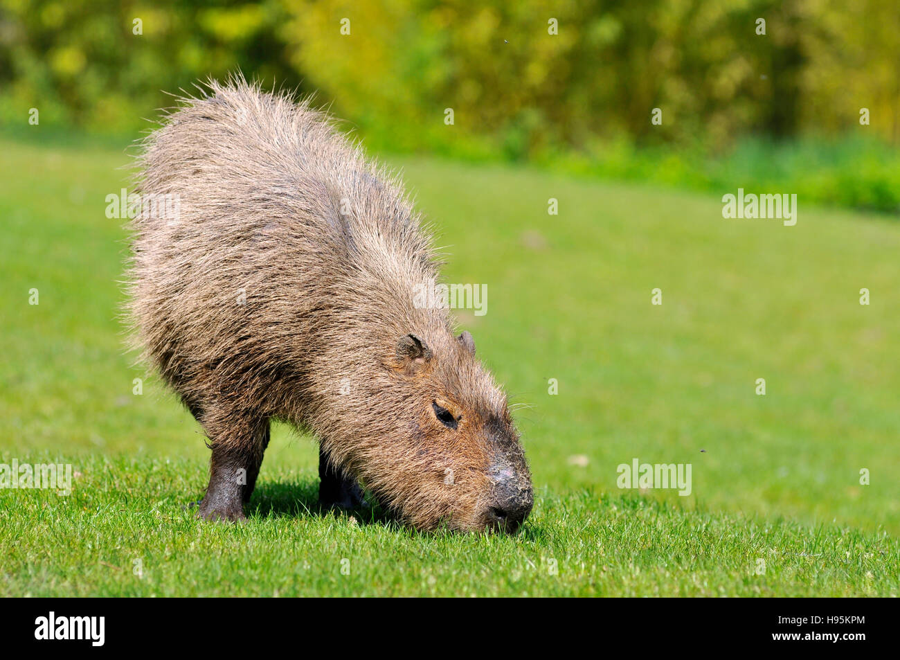 Capybara eating hi-res stock photography and images - Alamy
