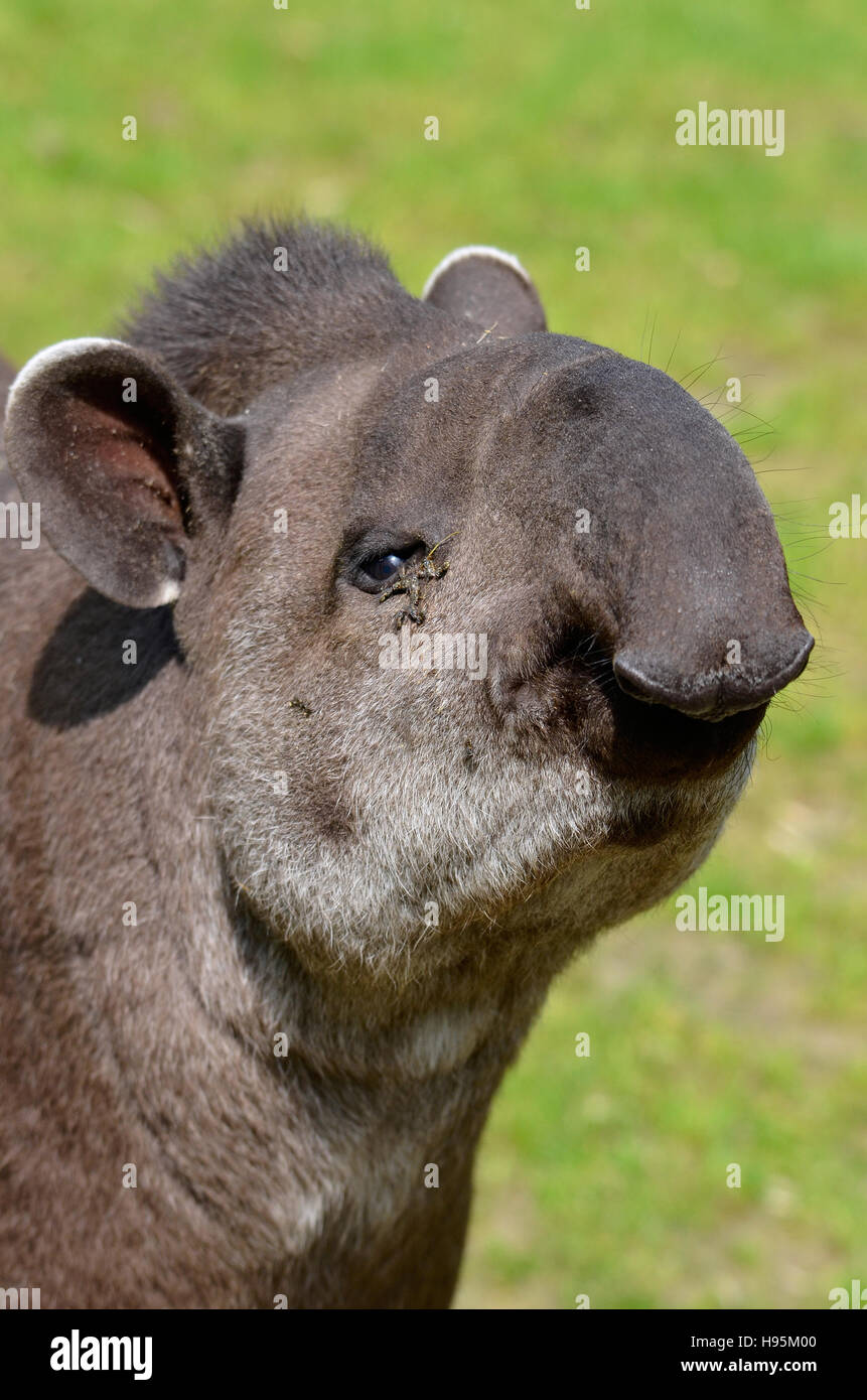 Portrait of south American tapir (Tapirus terrestris) with flies around ...