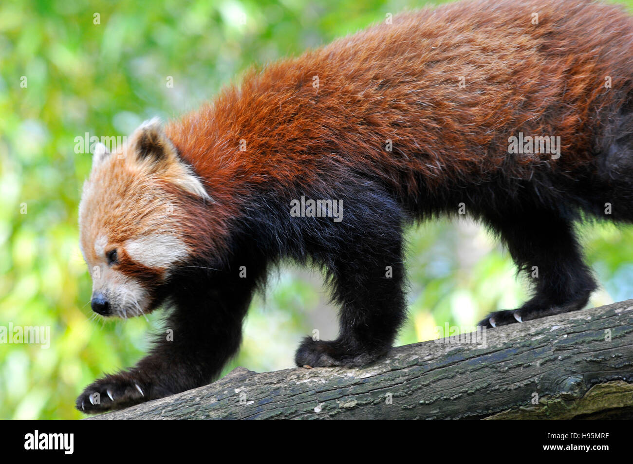 Closeup of profile red panda (Ailurus fulgens) walking on trunk tree ...