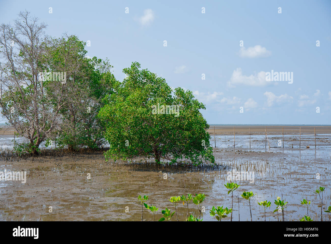 At low tide the mangrove forests Stock Photo - Alamy