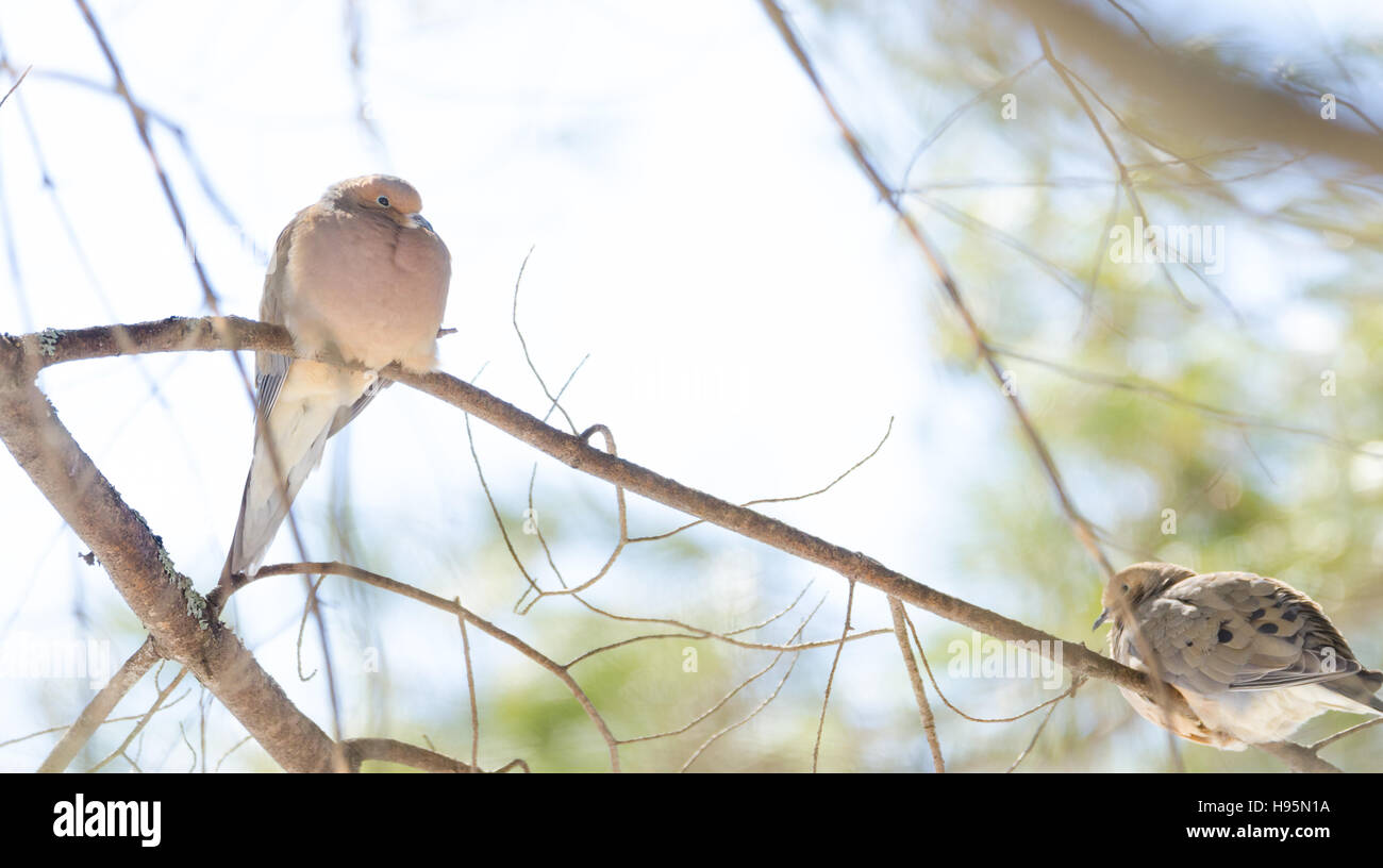 Sleepy Mourning Turtle Doves (Zenaida macroura) resting on a tree ...