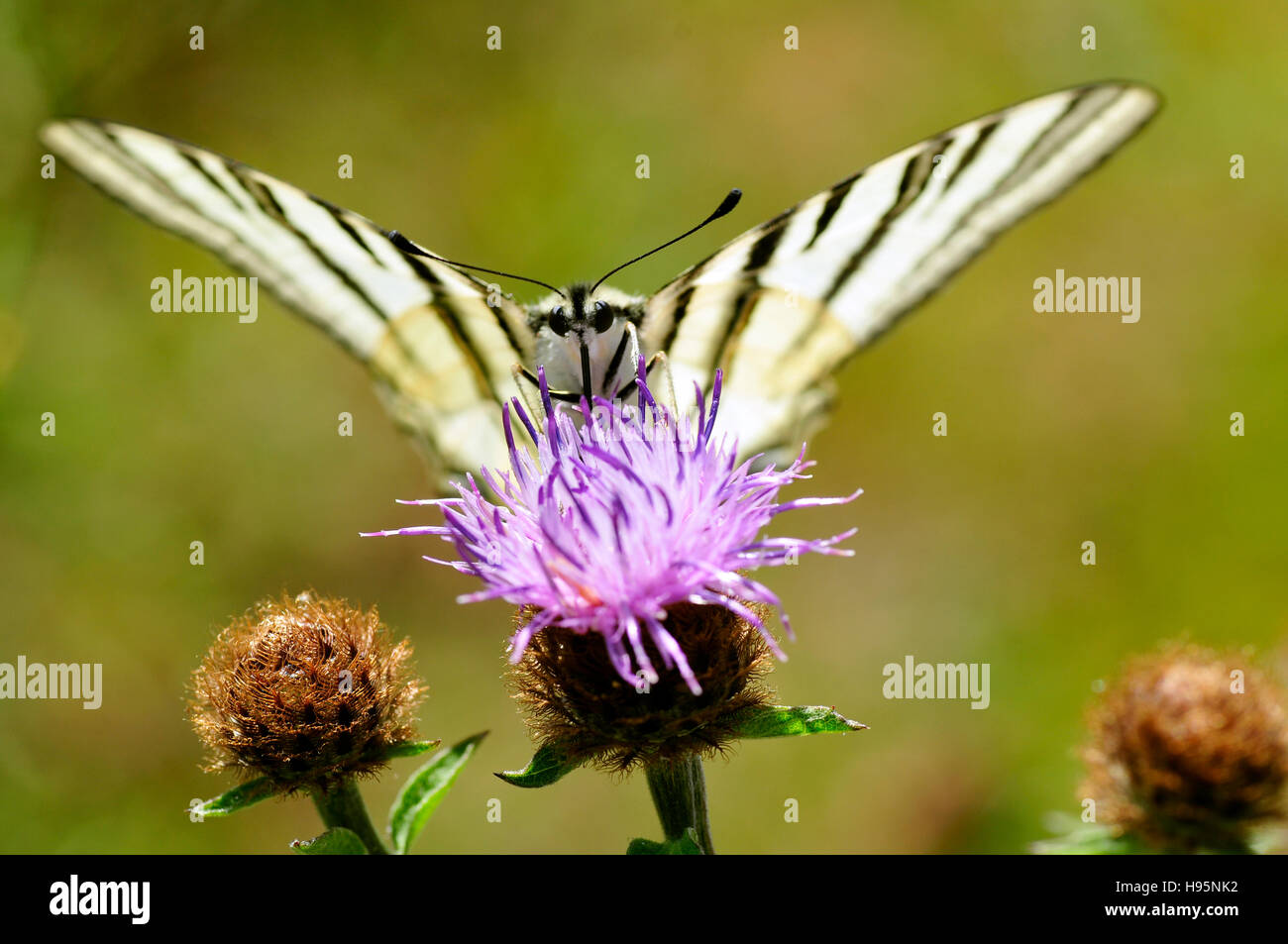 Scarce Swallowtail butterfly (Iphiclides podalirius) front view feeding ...