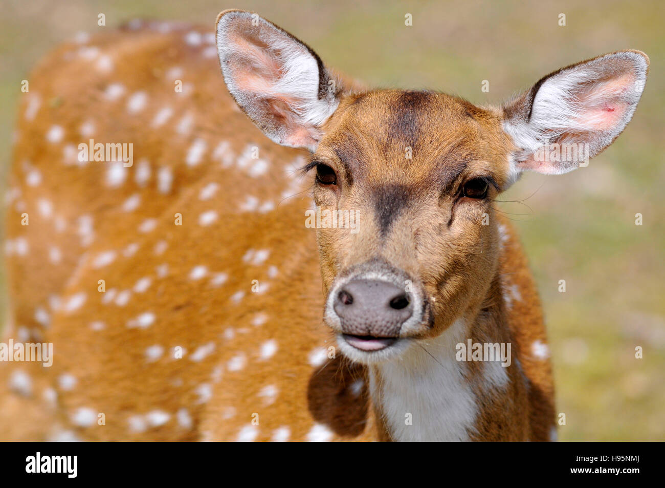 Front portrait of female fallow deer (Dama Stock Photo - Alamy