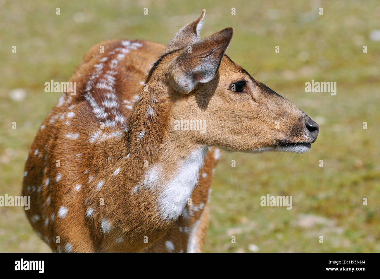 Female deer head hi-res stock photography and images - Alamy