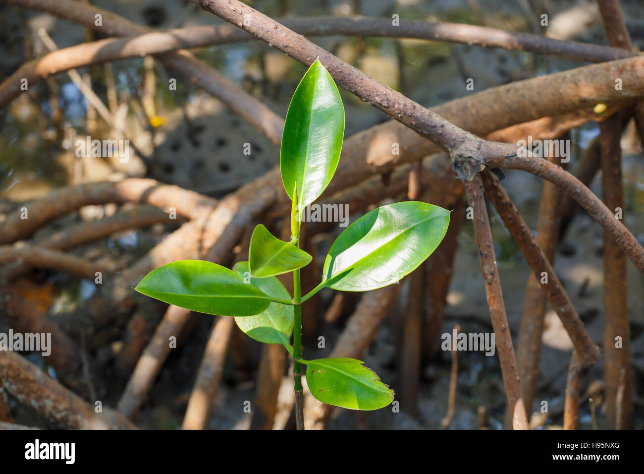 At low tide the mangrove forests Stock Photo - Alamy