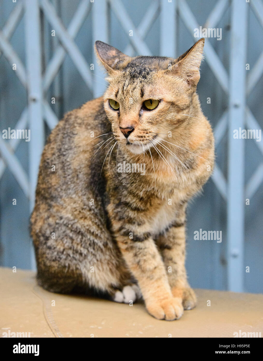 Cat in Bangkok, Thailand Stock Photo - Alamy